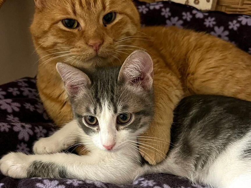 Котенок в добрые руки