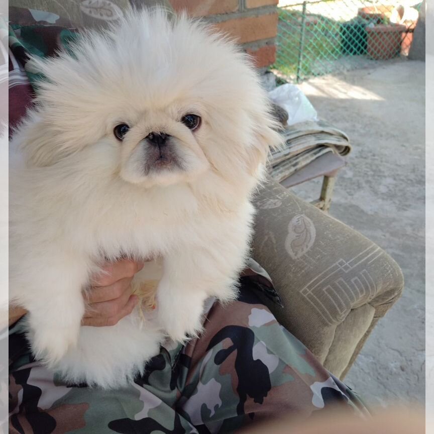 Щенки королевского пекинеса продаются