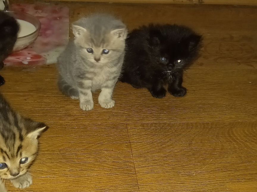Шотландские прямоухие котята