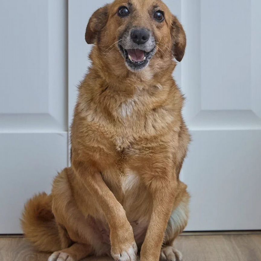 Собака Лиза в добрые руки