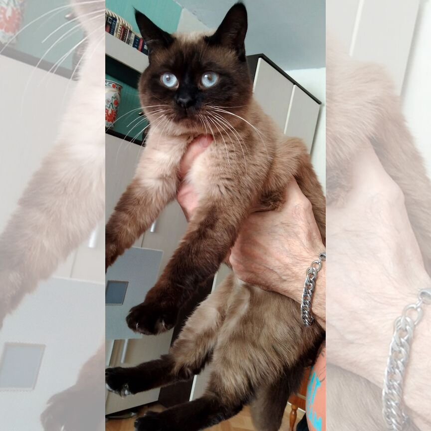 Тайский котик- вязка бесплатно