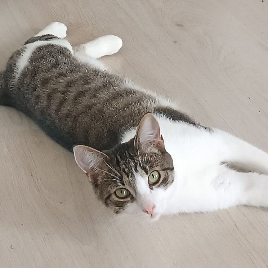 Кот подросток