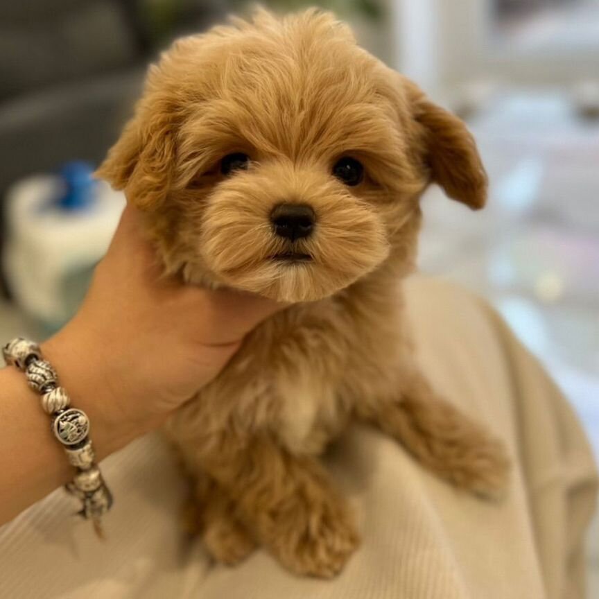 Мальтипу, щенок