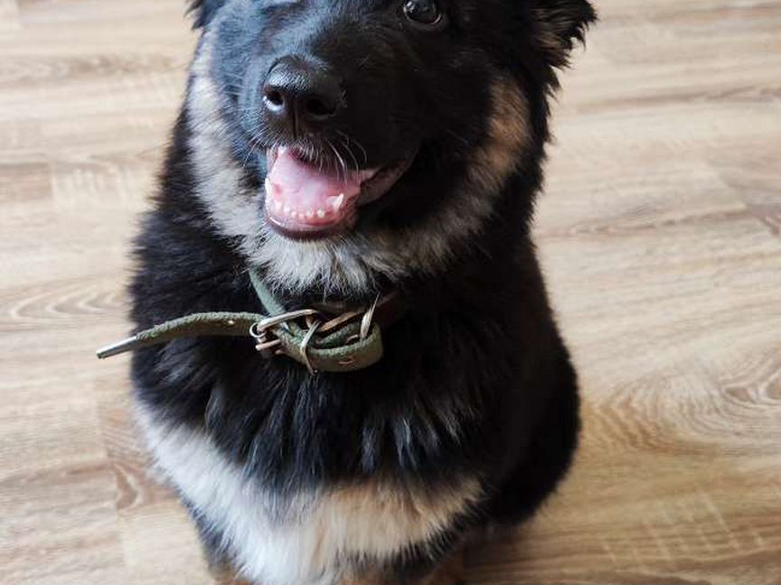 Не дайте погибнуть