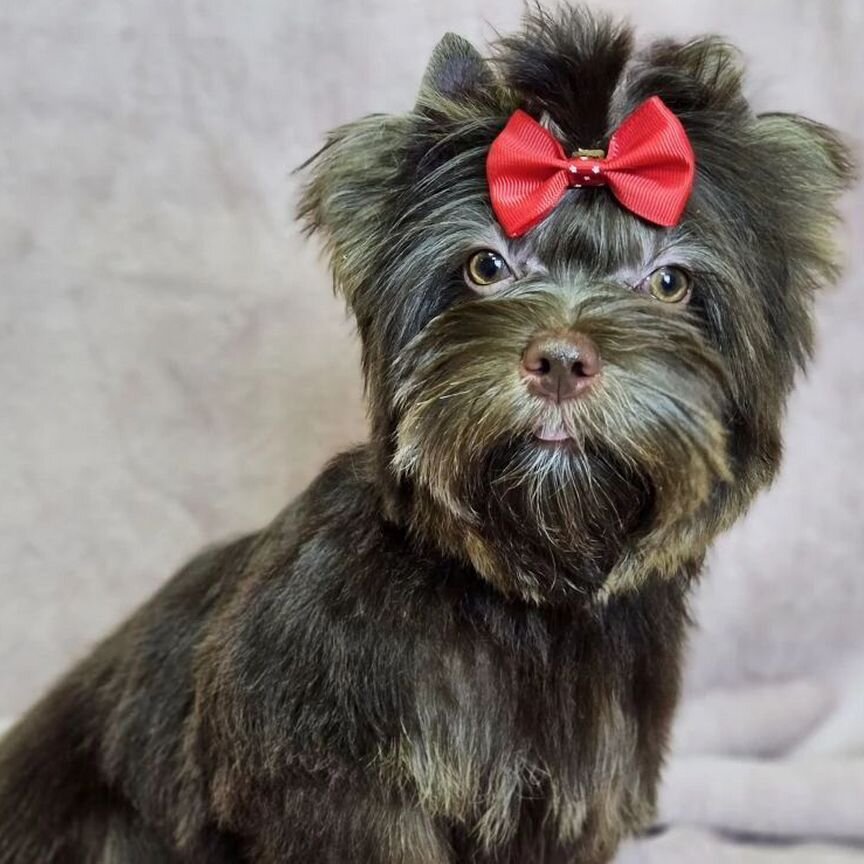 Йоркширский терьер, щенок