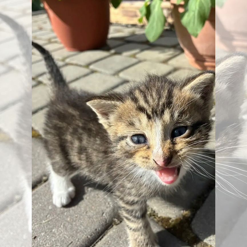 Котёнок в добрые руки