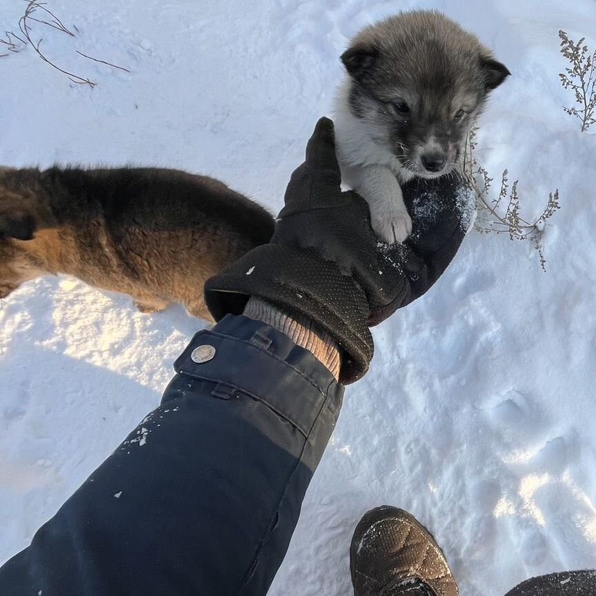 Лайка, щенок