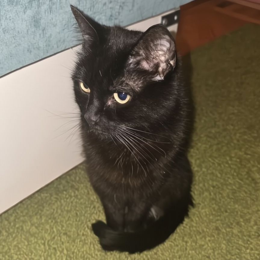 Взрослая кошка в добрые руки