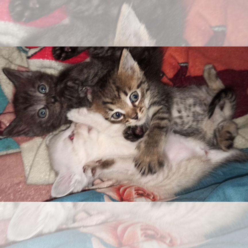 Котёнок в добрые руки