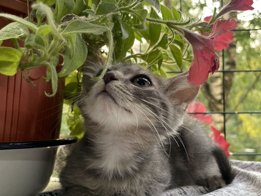 Кошка