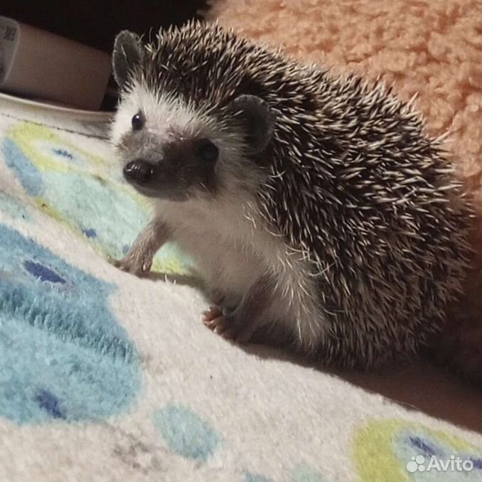 Африканский ëжик