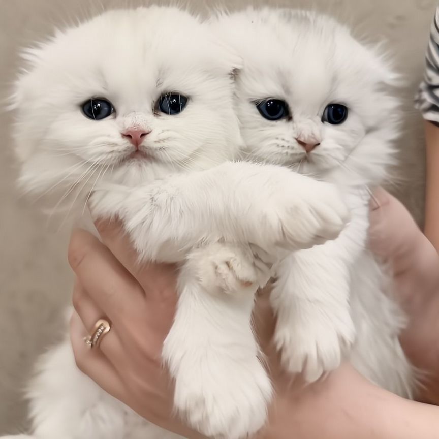 Шотландский вислоухий длинношёрстный котёнок