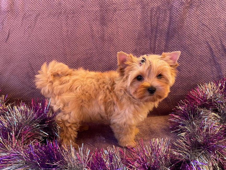 Красотка золотая йорочка