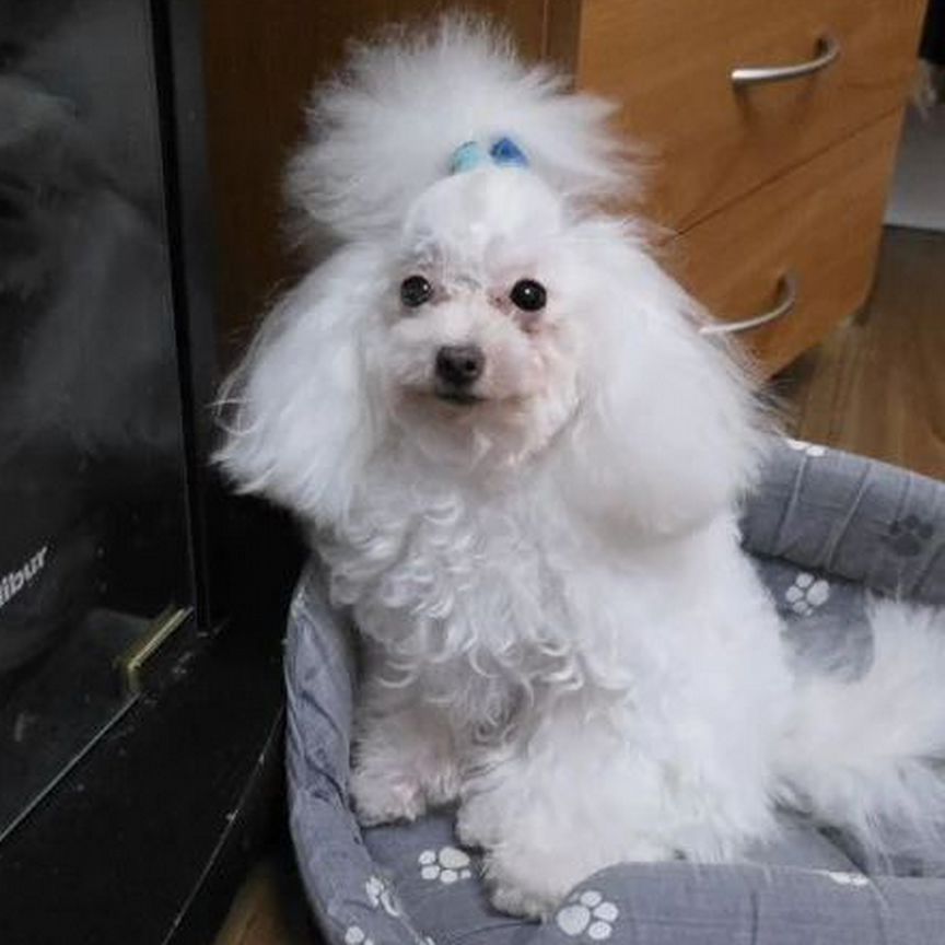 Той-пудель, взрослая собака