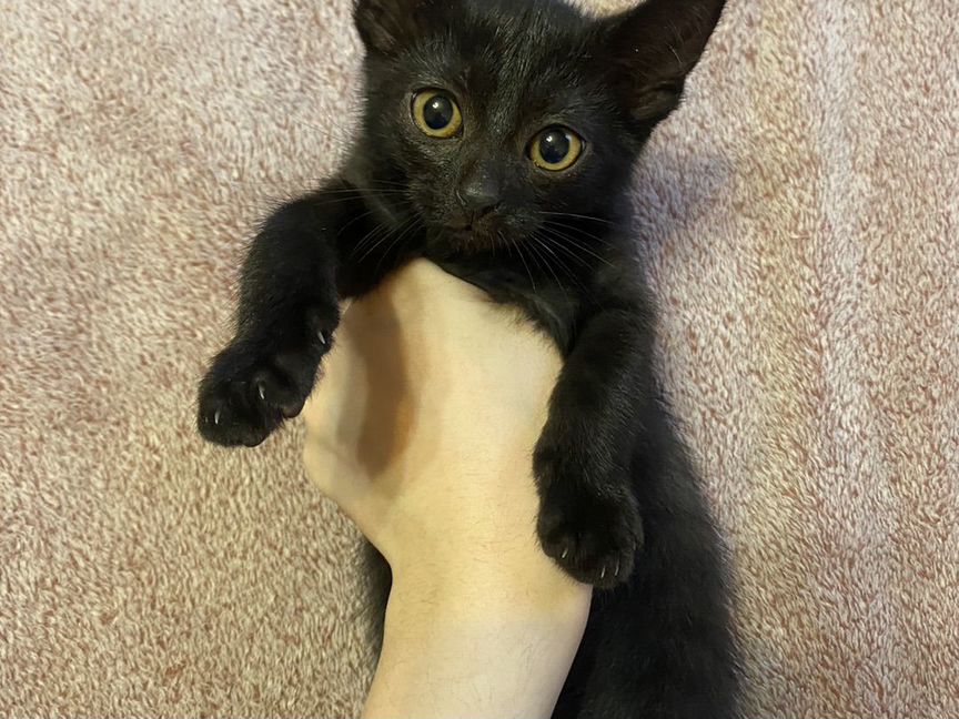 Черный котенок девочка