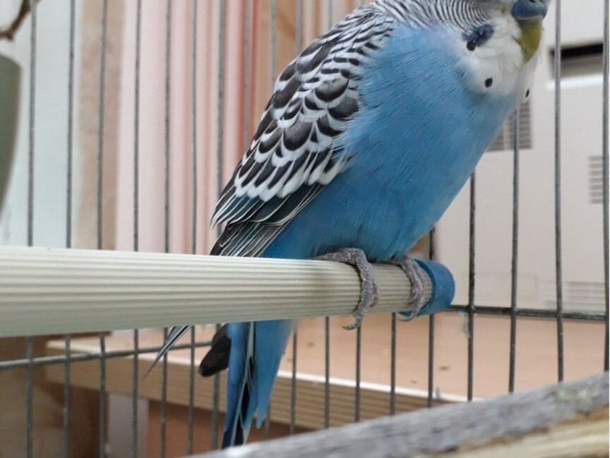 Ручной говорящий попугай
