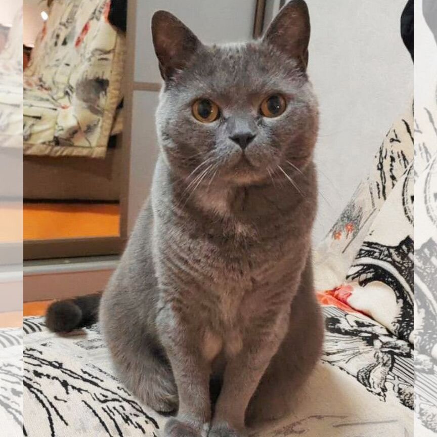 Кошки породистые бесплатно
