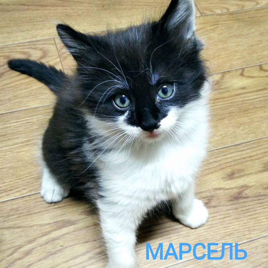 Сынок Марсель ищет маму, папу