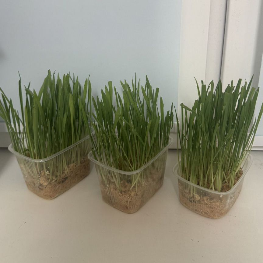 Трава для кошек