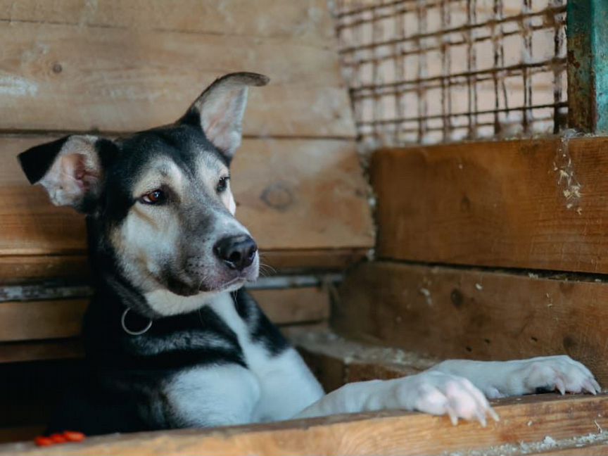 Гуффи хочет домой