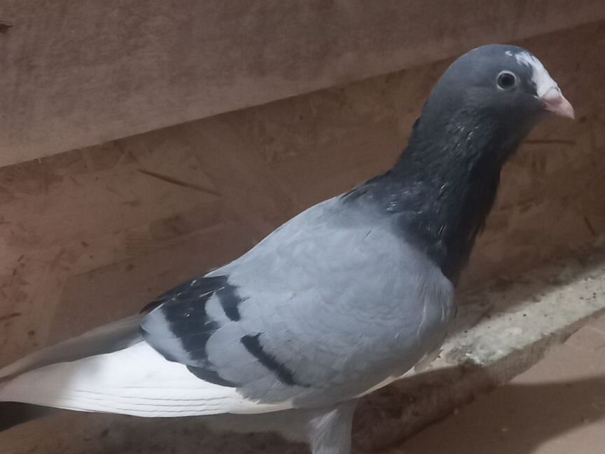 Голуби Адана