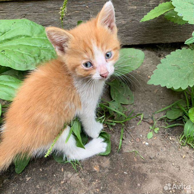 Котята в дар от нашей кошки