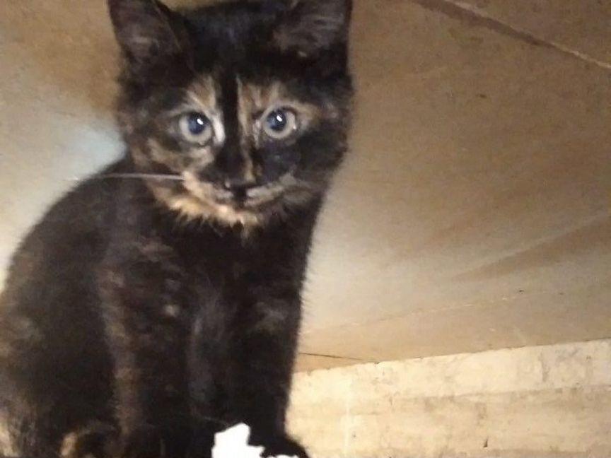 Котенок в добрые руки