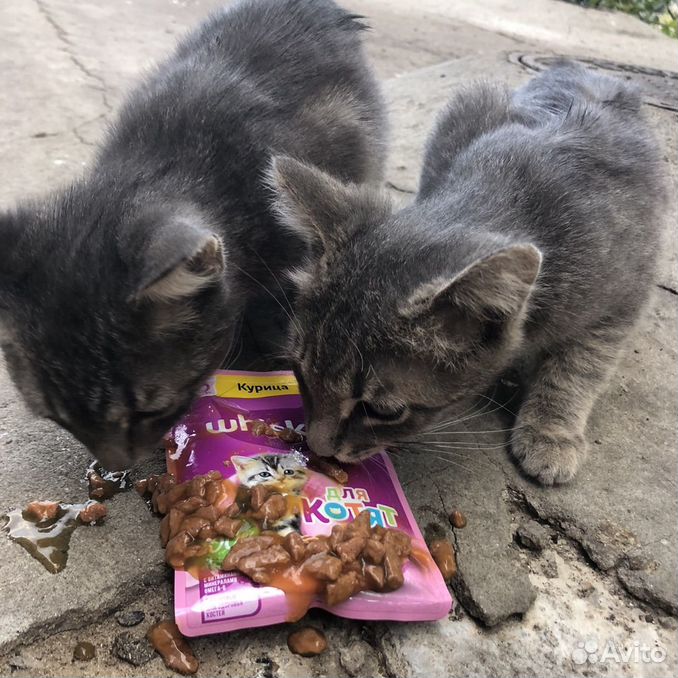 Котята без матери в добрые руки