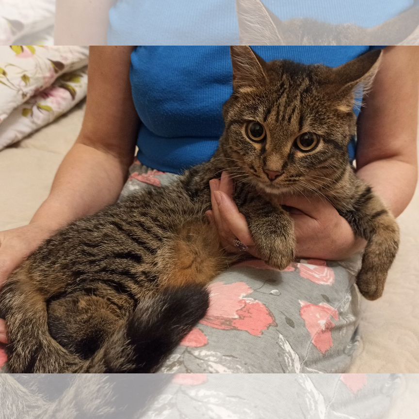 Котёнок от частного владельца