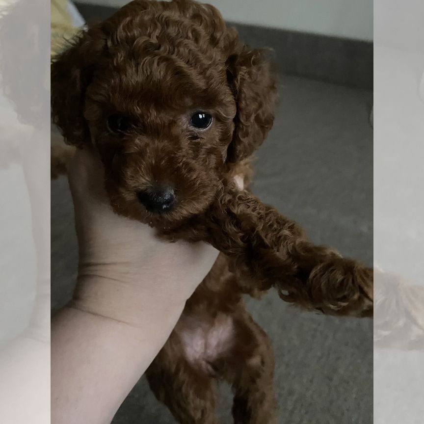 Той-пудель, щенок