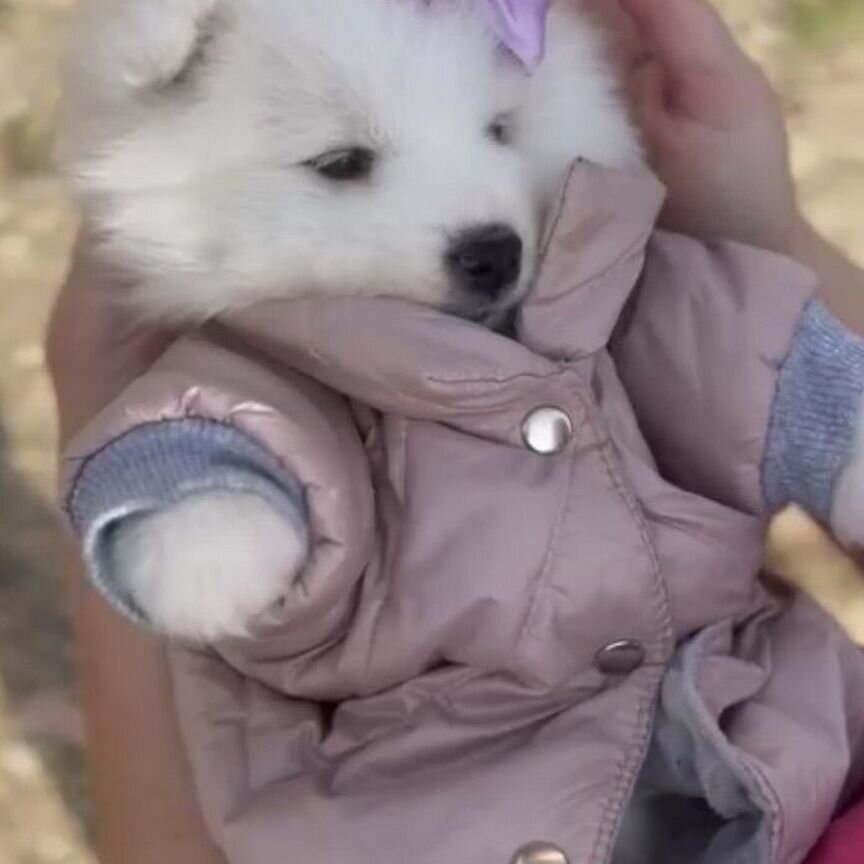Щенки самоеда