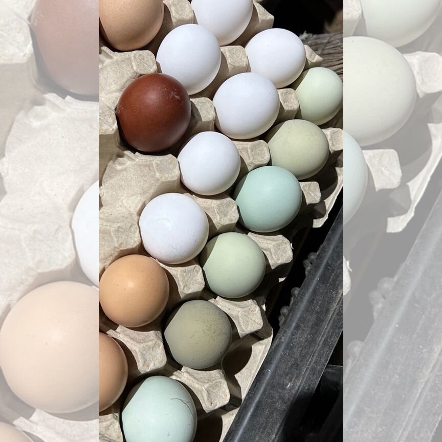 Яйцо инкубационное