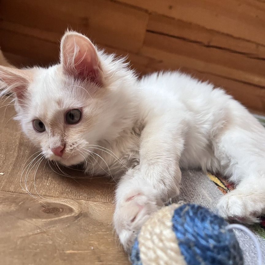 Котенок