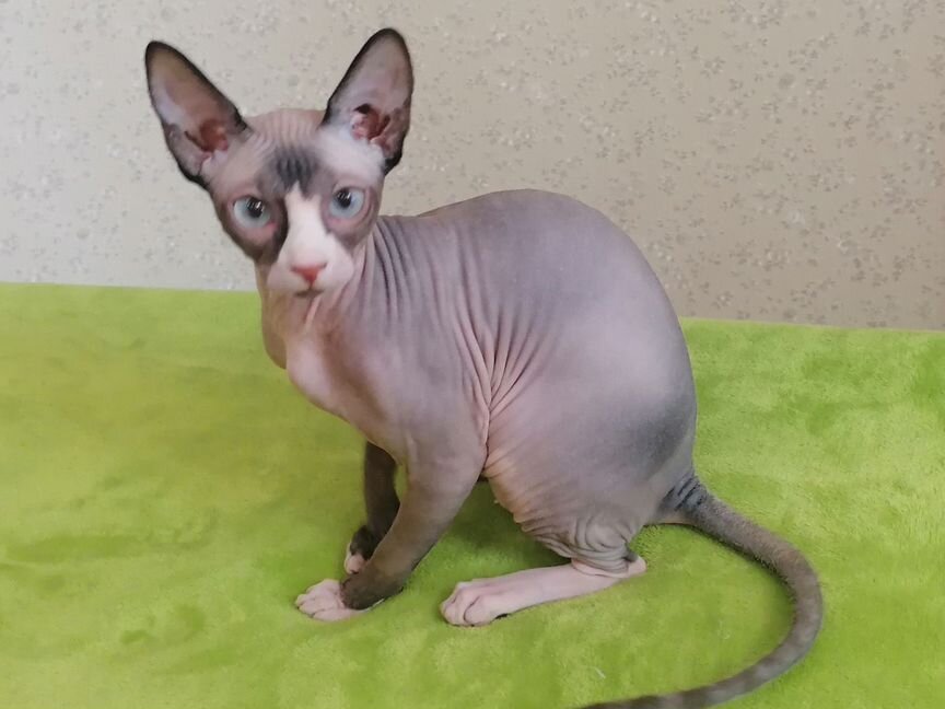 Канадский сфинкс девочка 4.5 мес