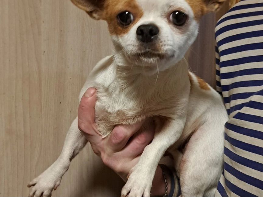 Чихуахуа в дар