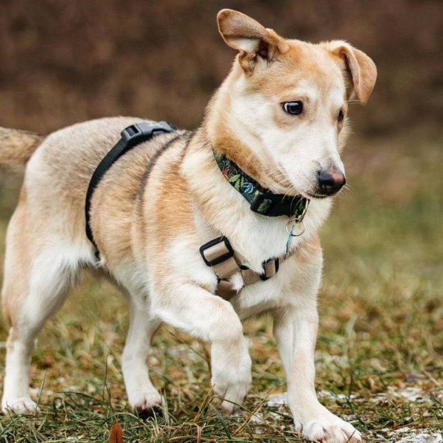 Взрослая собака в добрые руки