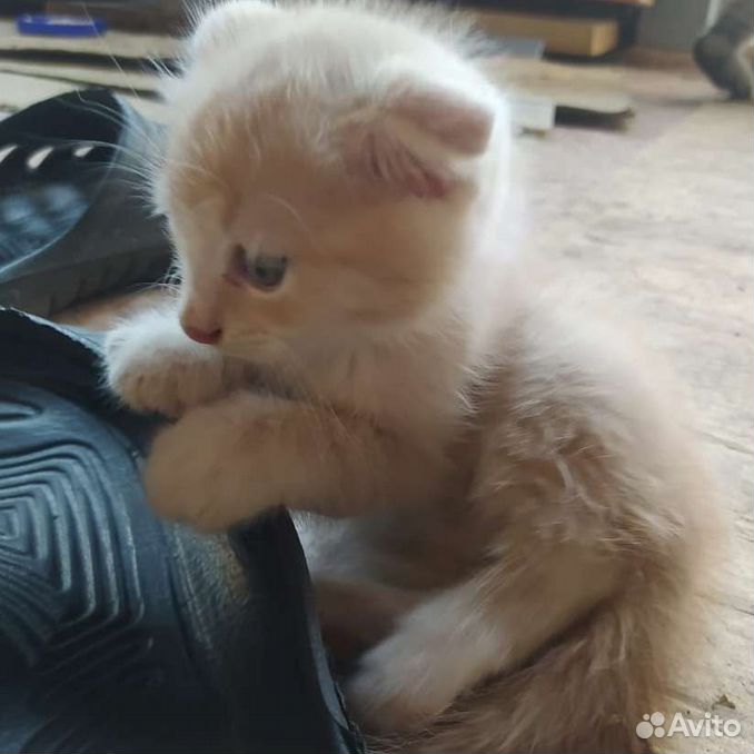 Котята бежевые рыжие вислоухие