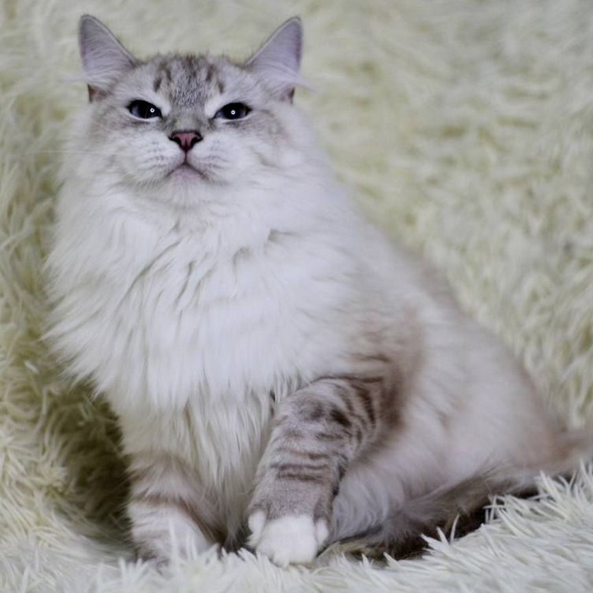 Невская маскарадная кошечка