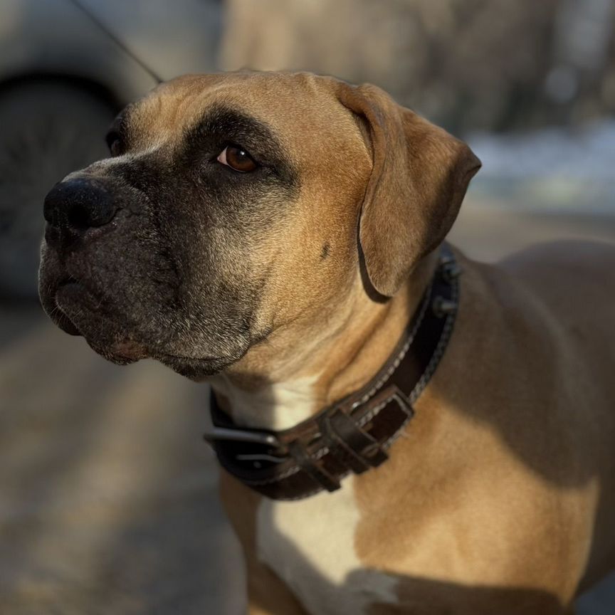 Лиза, стафф, 6 лет, ищет дом