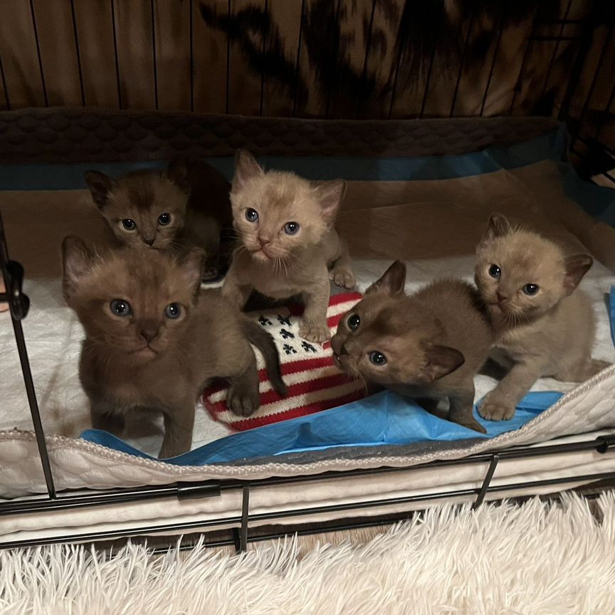 Котята европейской бурмы