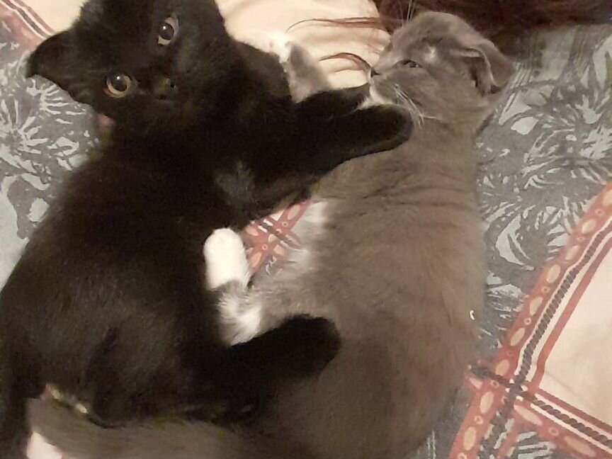Кошки породистые