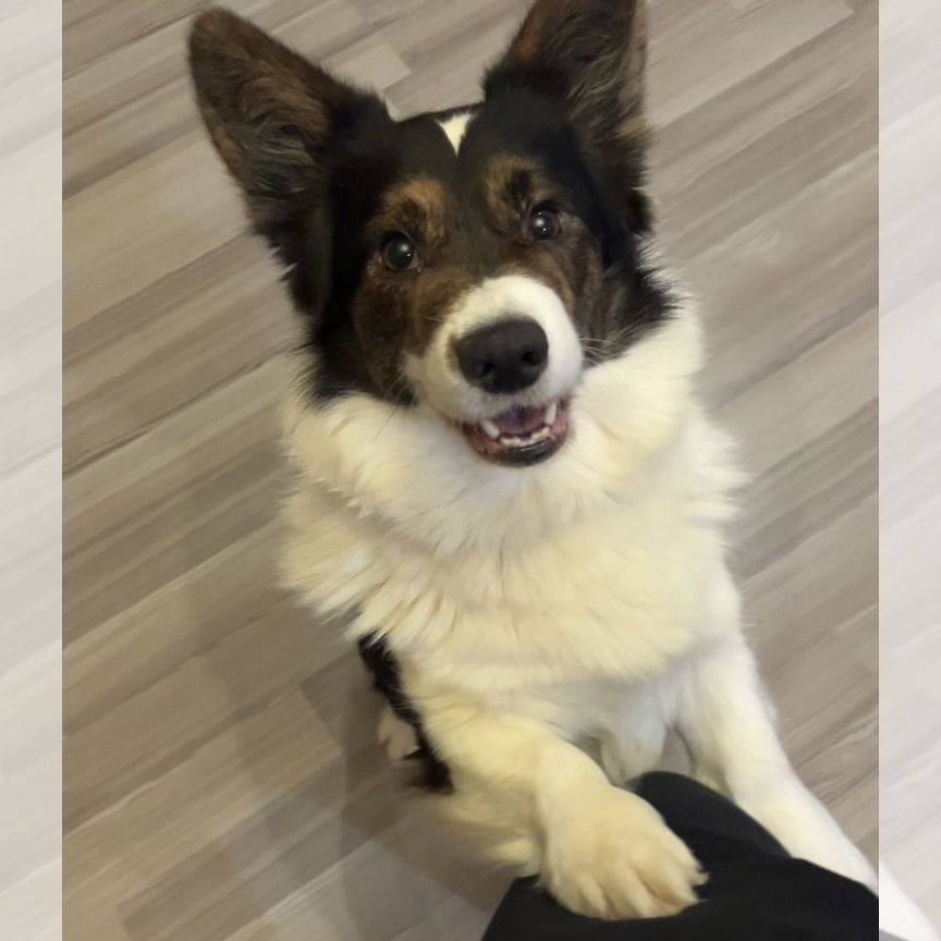 Вельш Корги Кардиган, взрослый пёс