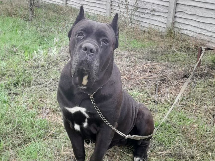 Кане Корсо в добрые руки