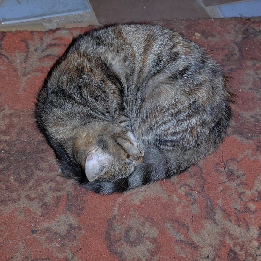 Пристраиваю котенка