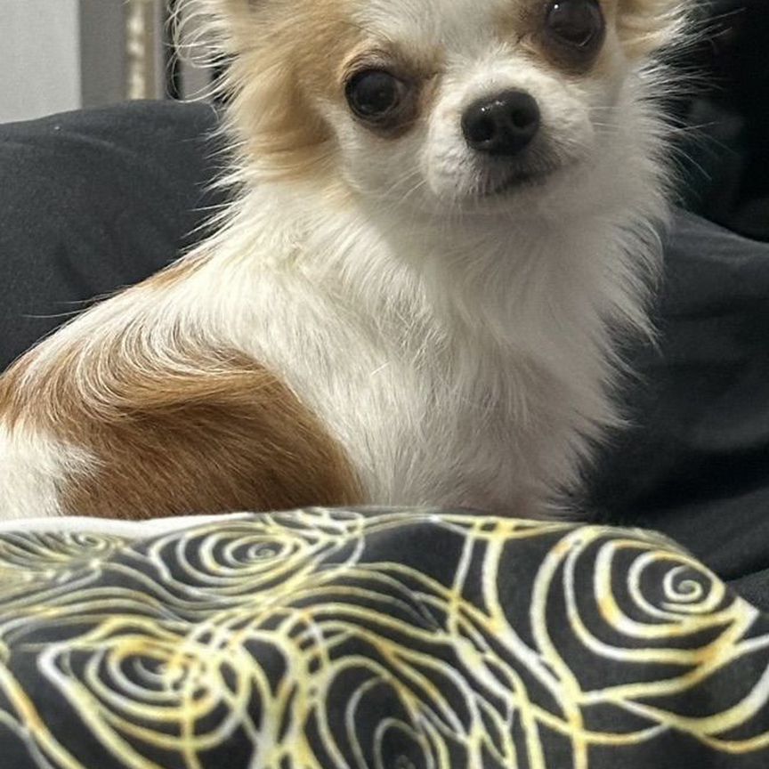 Чихуахуа мини