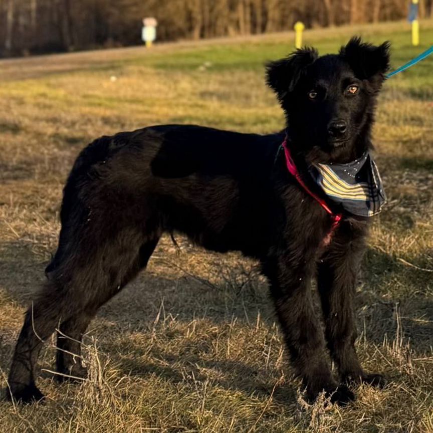 Бордер-колли, щенок