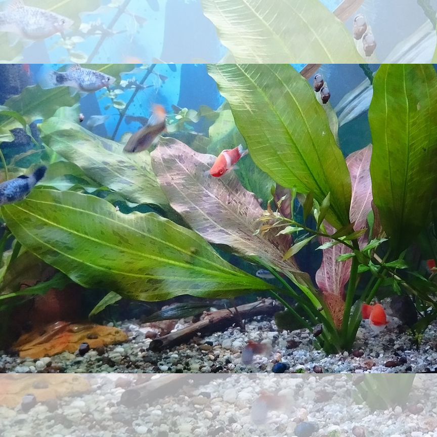 Аквариумные рыбки и растения