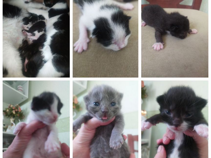 Домашние котяточки в добрые руки