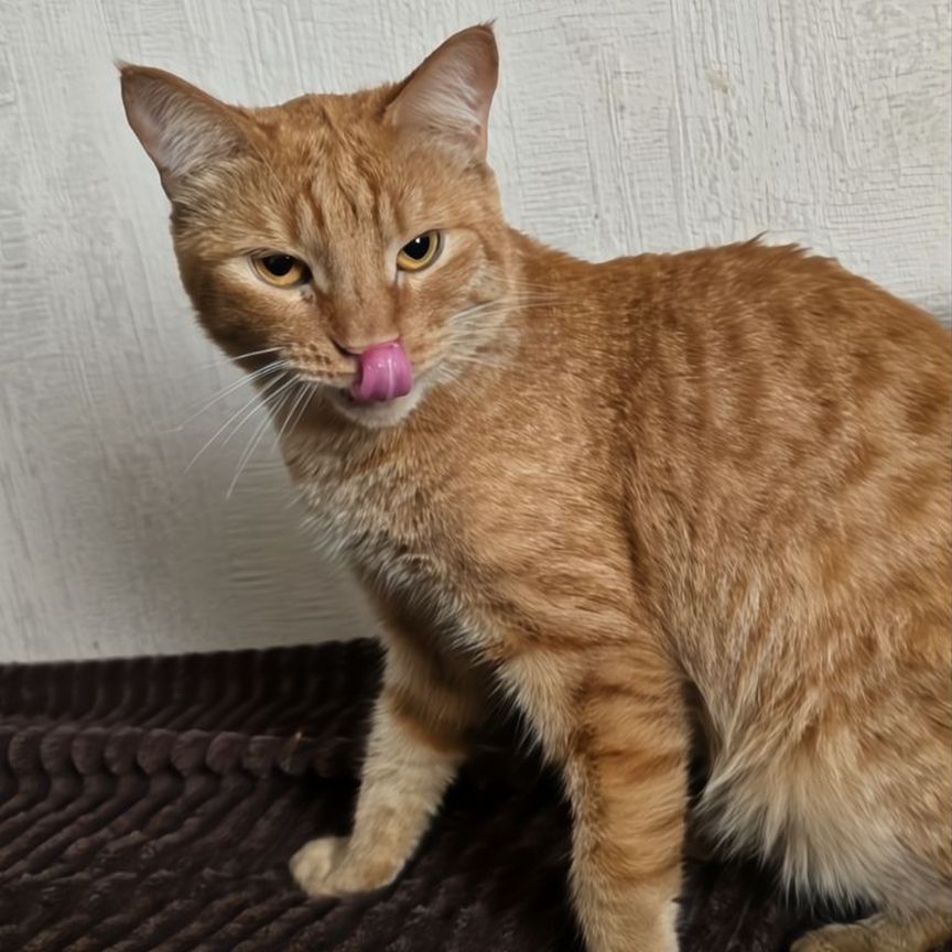 Взрослый кот в добрые руки