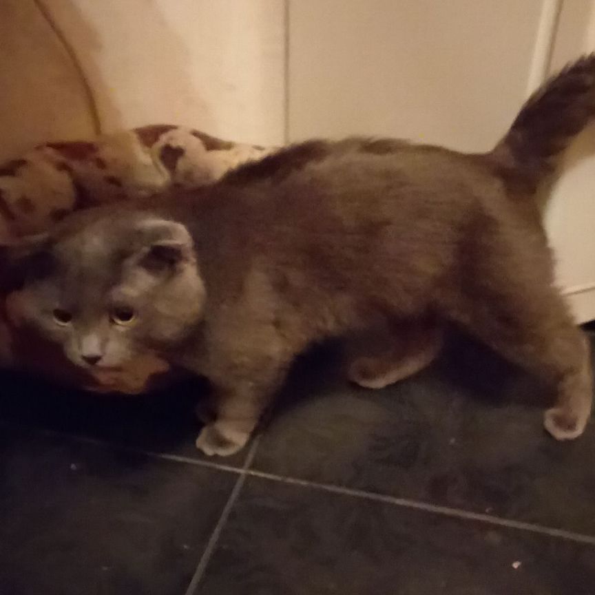 Шотландский вислоухий короткошёрстный, взрослый кот